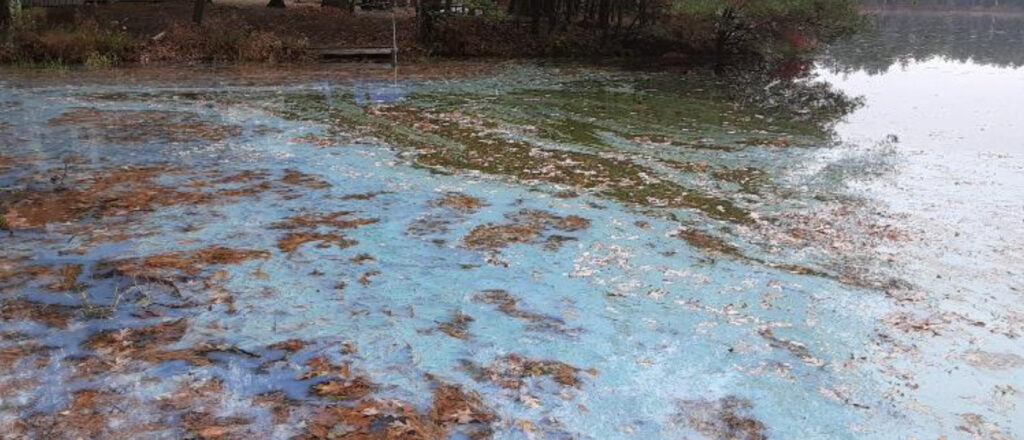 Cyanobacteria Bloom Alert for Baxter Lake in Rochester, Farmington ...