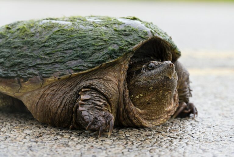 Why Did the Turtle Cross the Road? To Get to Its Nesting Site - The ...