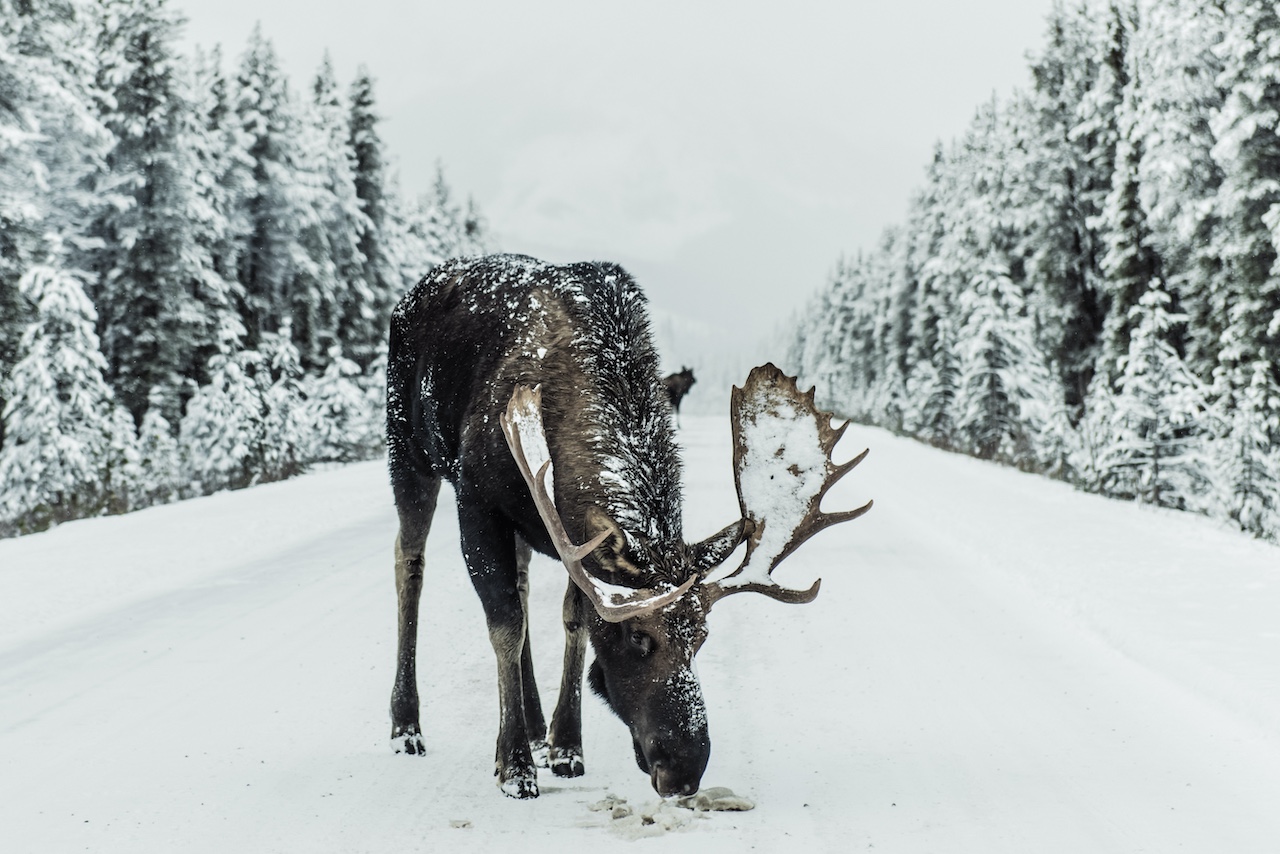 But seriously... Brake for Moose — It Could Save Your Life! - The ...