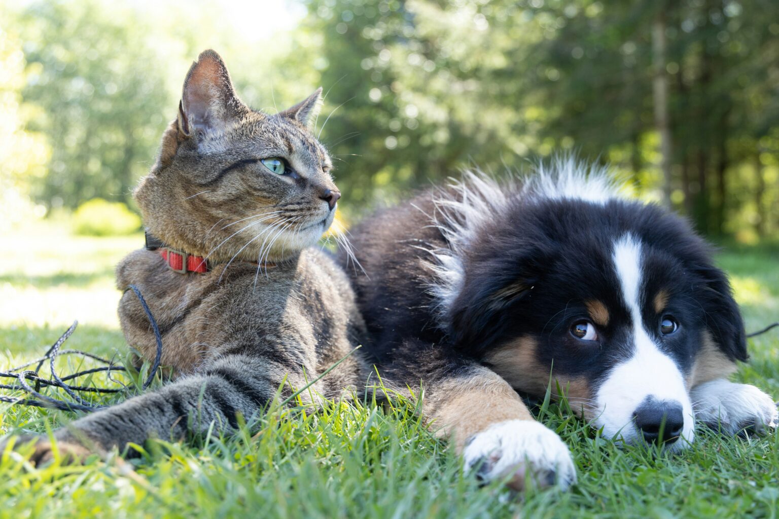 Rochester Public Library to Host Pet Food Pantry on January 24 - The ...